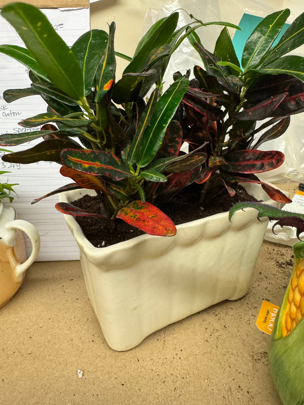 Vintage White Rectangle Planter with Luna Batik Croton Plant – Cadeau